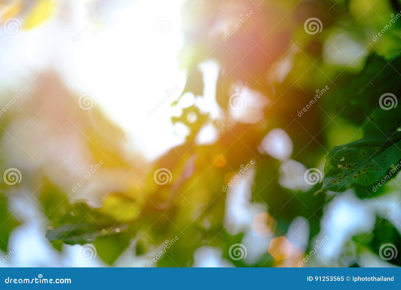 Natural Blurred Bokeh Background with Sunlight Effect Stock Image ...