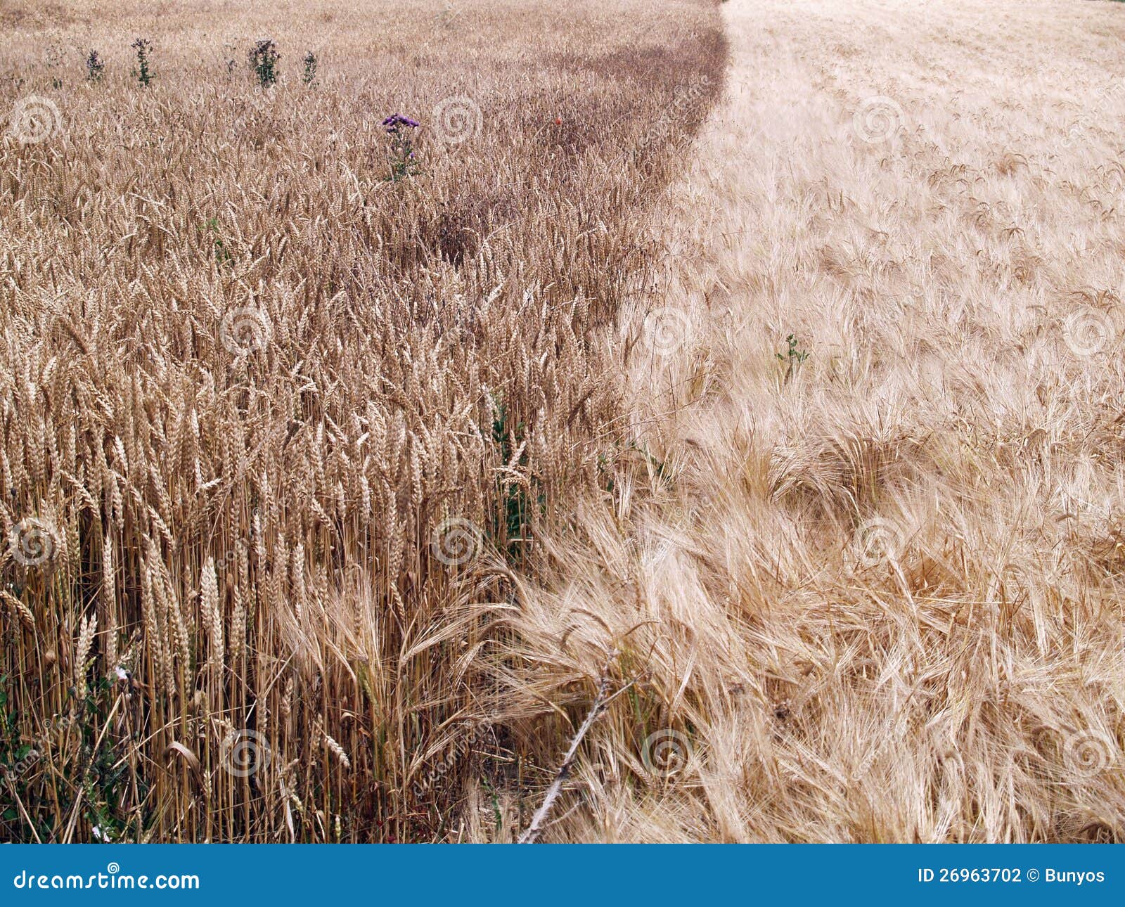 Natural Border between Rye and Wheat Field Stock Photo - Image of corn ...
