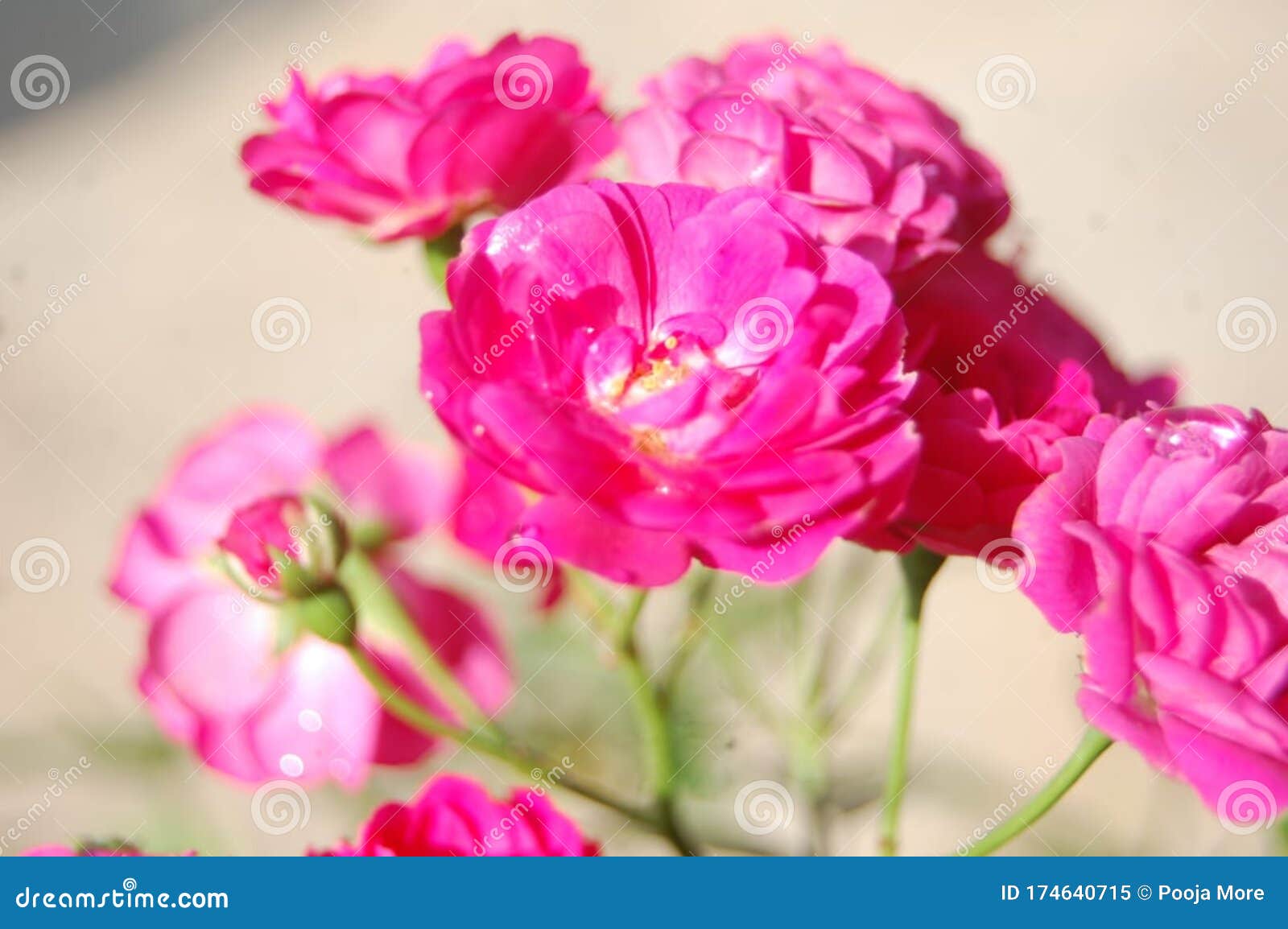 Natural Bouquet of Pink Flowers Stock Image - Image of greenary, pinky ...