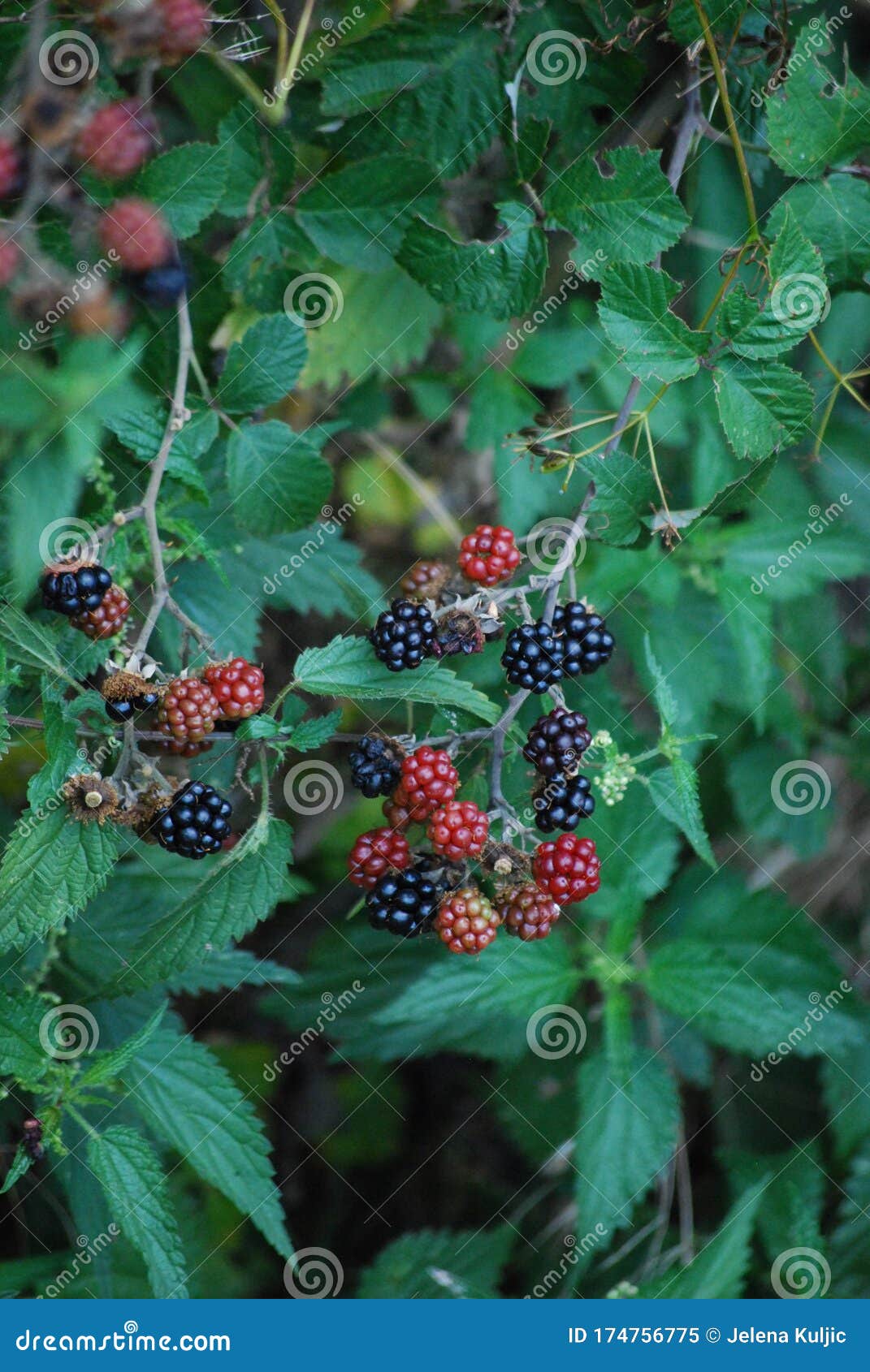 Natural Bramble bush stock image. Image of agriculture - 174756775