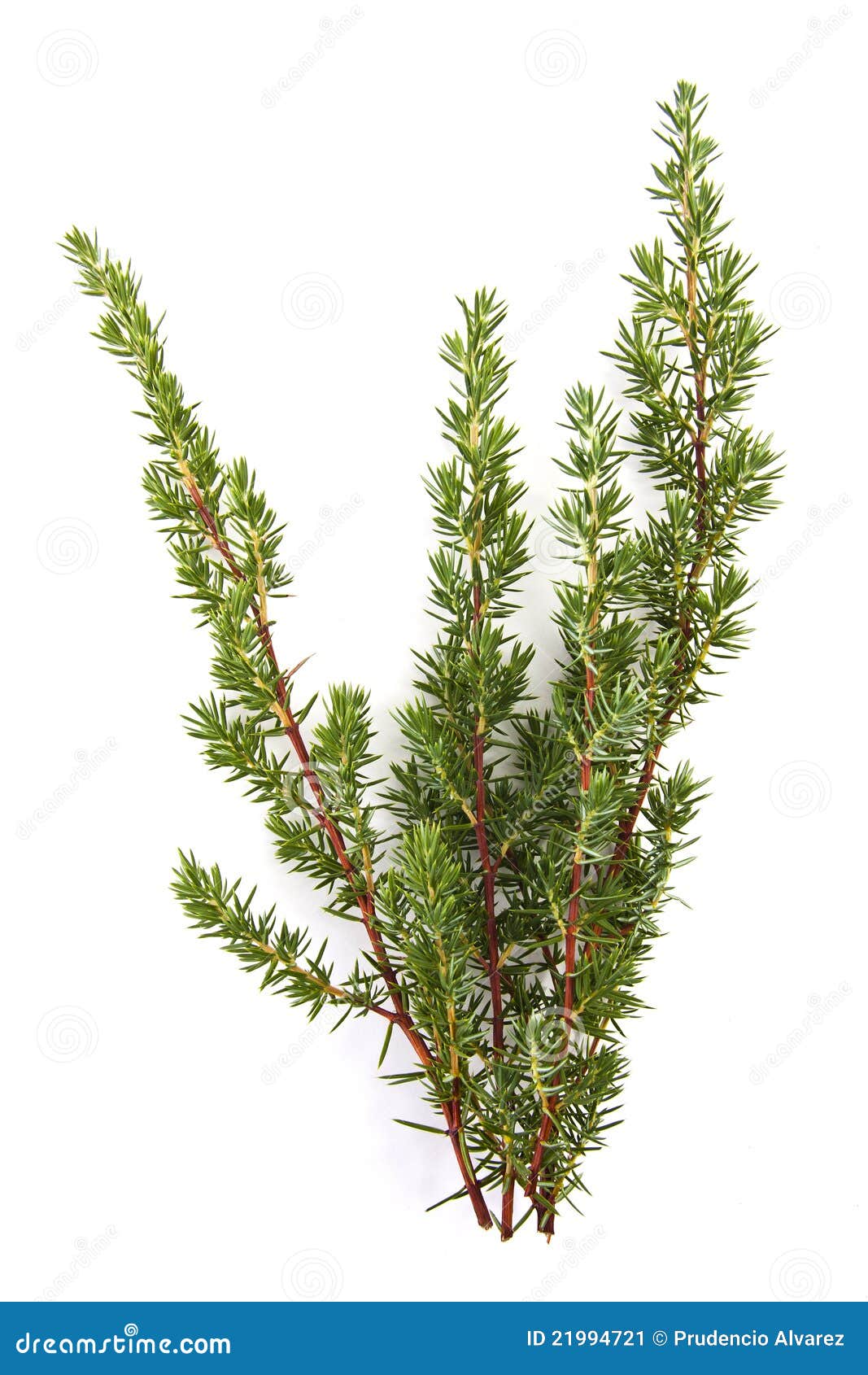 Natural branches isolated stock image. Image of detail - 21994721