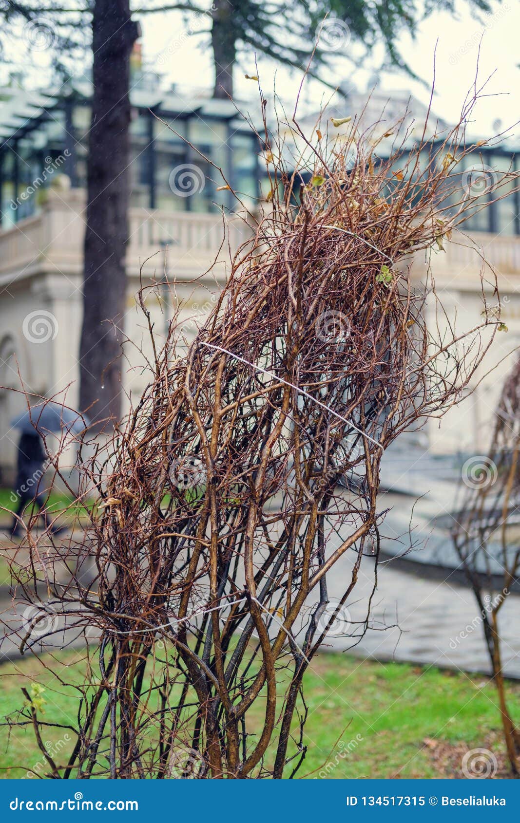 Tied Up Tree Seedling Close-up. Leather Padding To Prevent Damage To ...