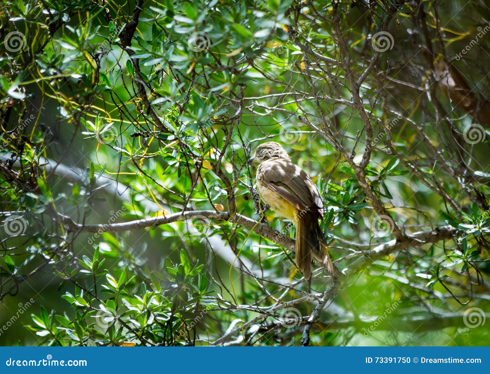 Natural brid in the tree stock photo. Image of beautiful - 73391750