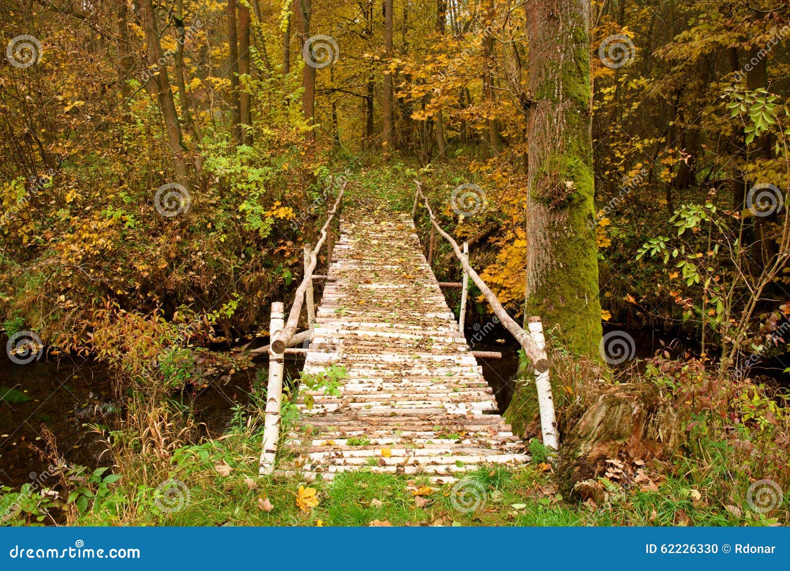 Natural Bridge Created from Birch Trunks with Black and White Bark ...