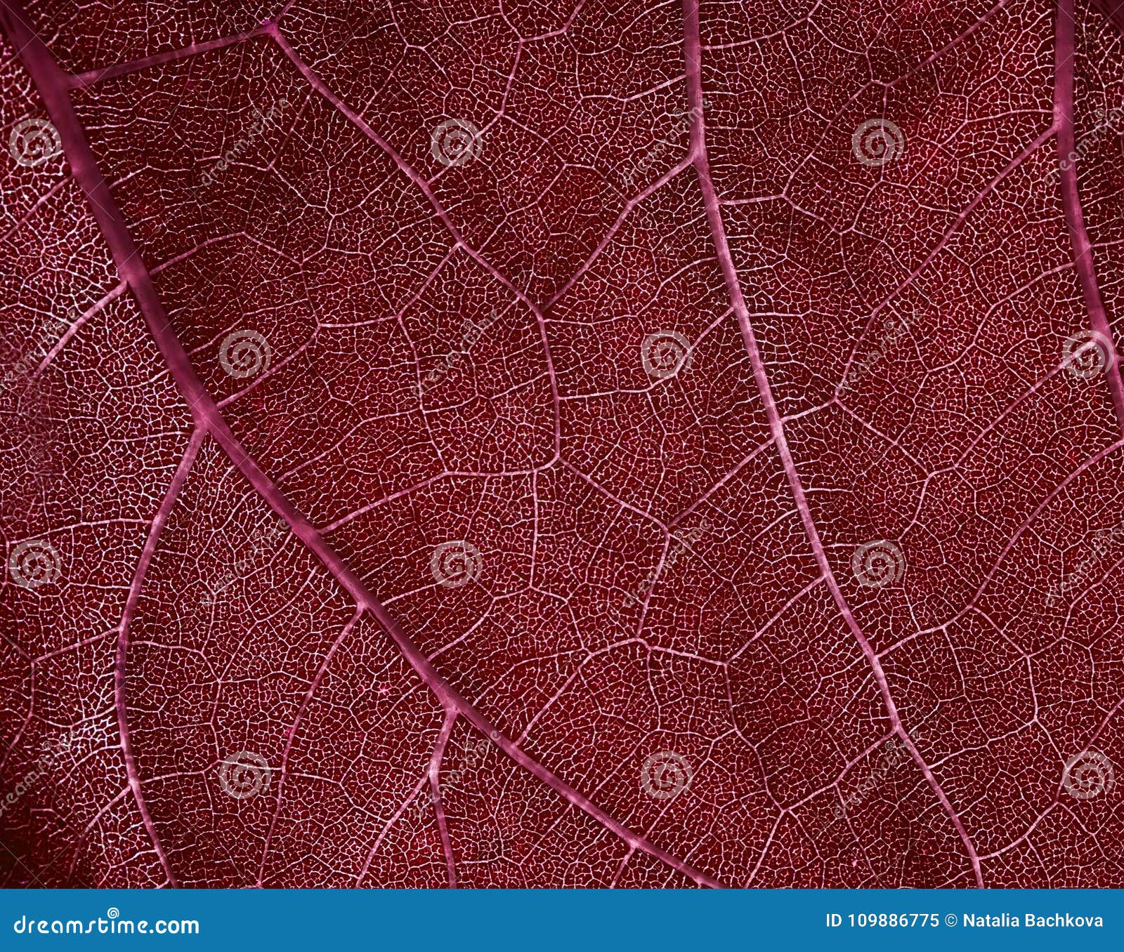 Natural Bright Background of Juicy Red Leaf Texture with Translucent ...
