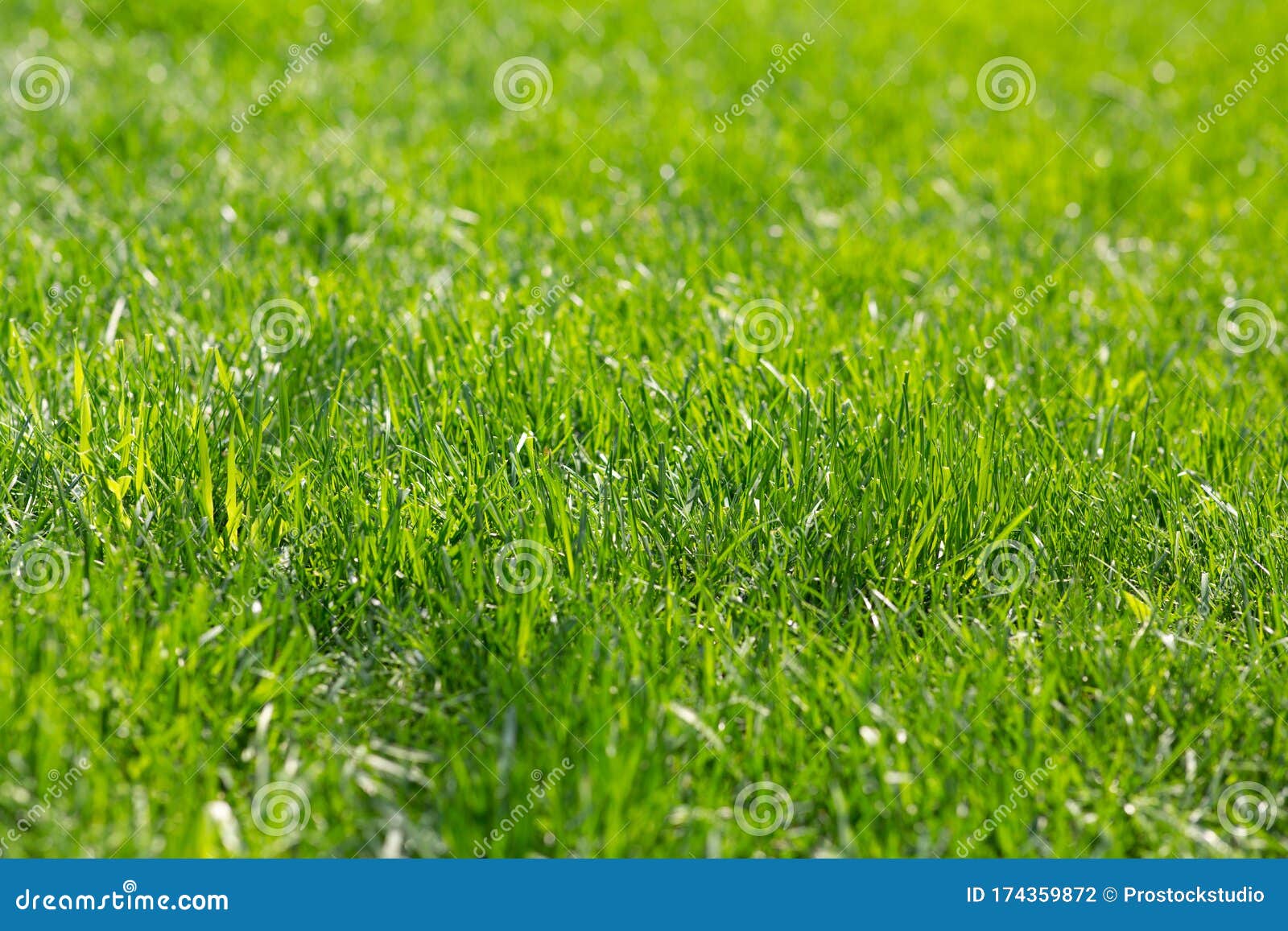 Natural Bright Green Grass. Lawn Backyard Texture Background Stock ...