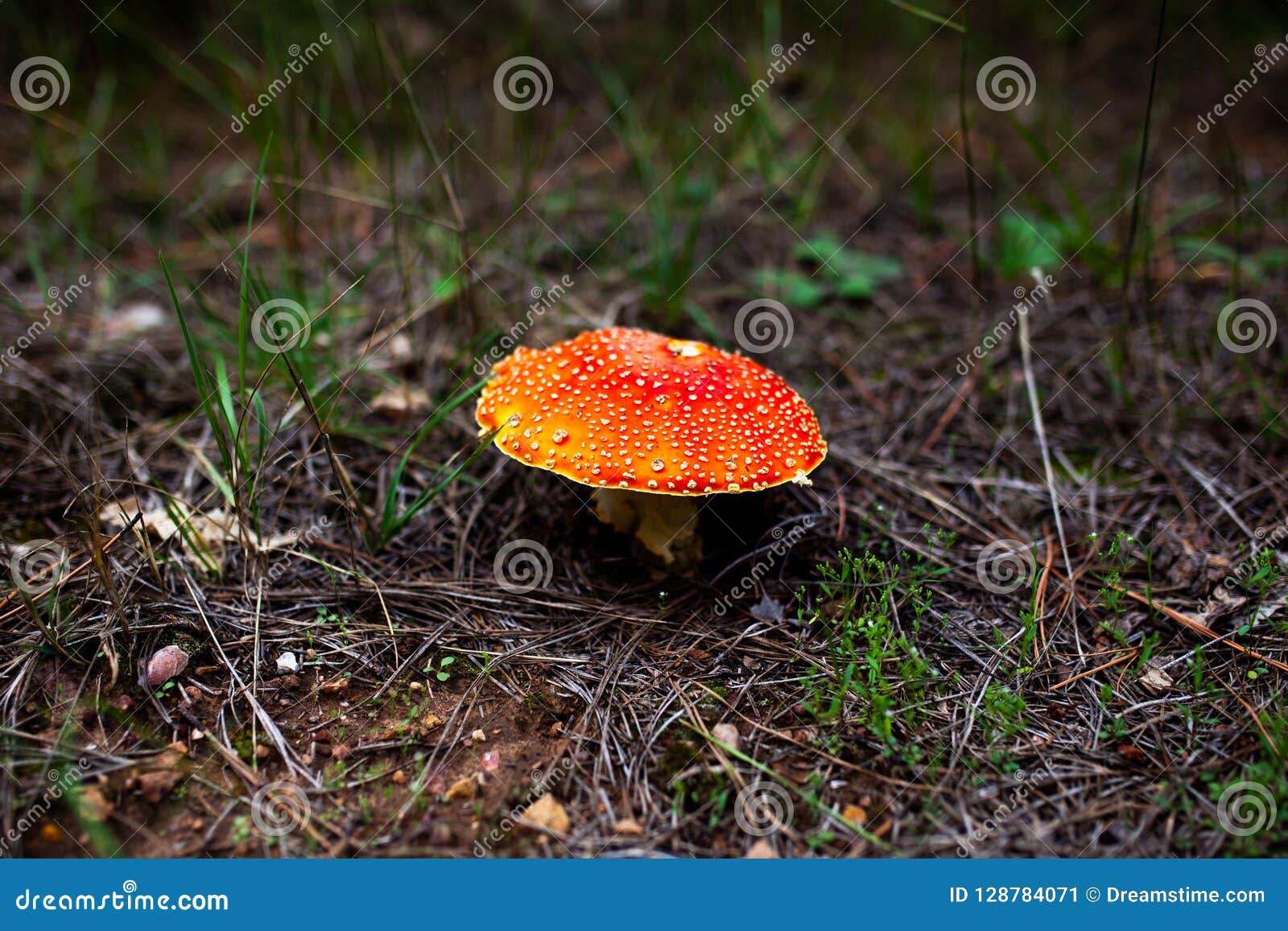 Natural Brilliant Toadstool Stock Image - Image of grass, woodsn: 128784071