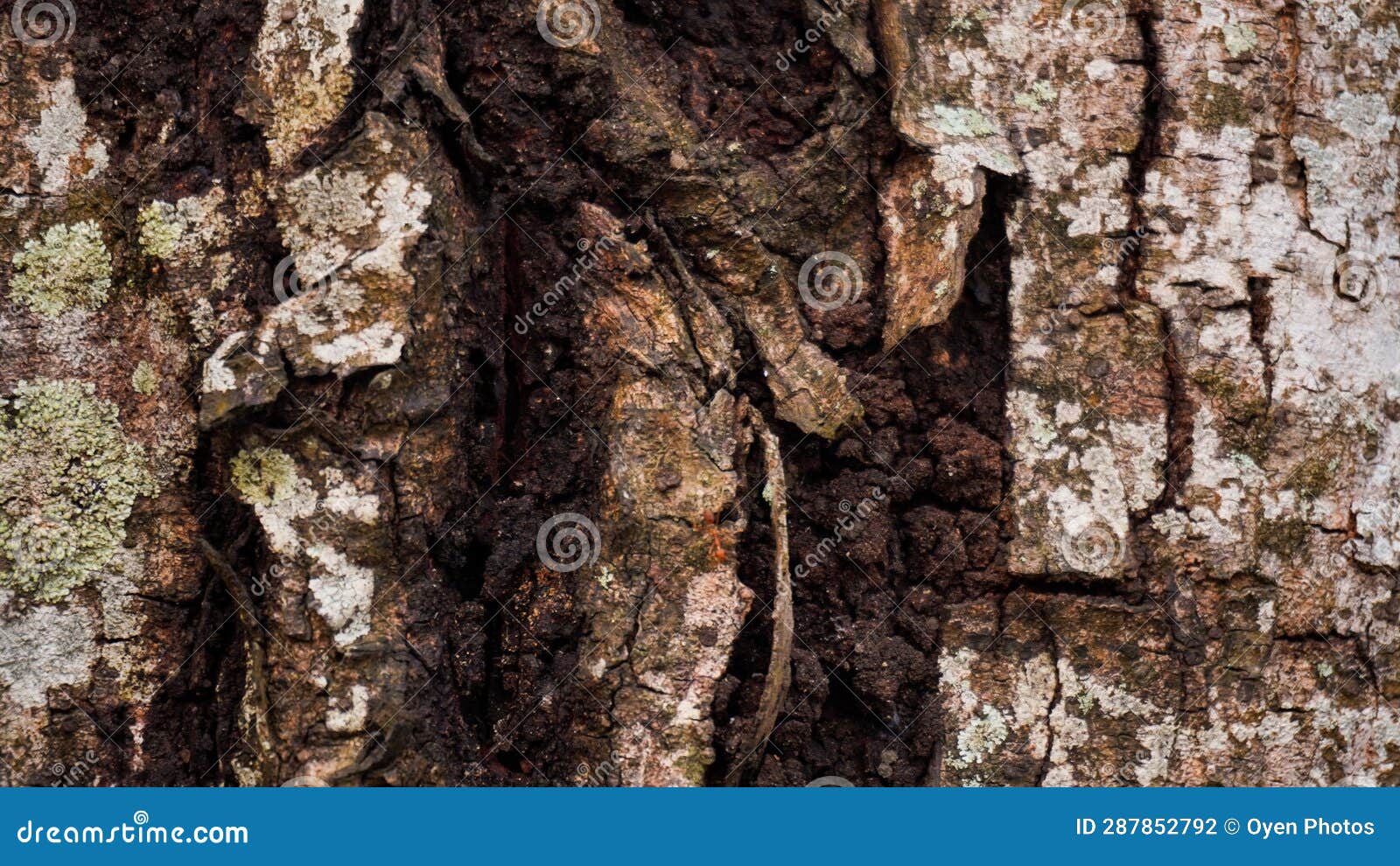 Natural Broken Cracked Bark Texture Stock Photo - Image of dirty, wood ...