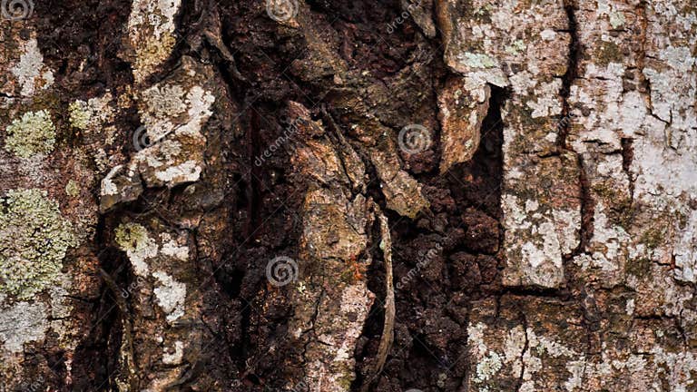 Natural Broken Cracked Bark Texture Stock Photo - Image of dirty, wood ...