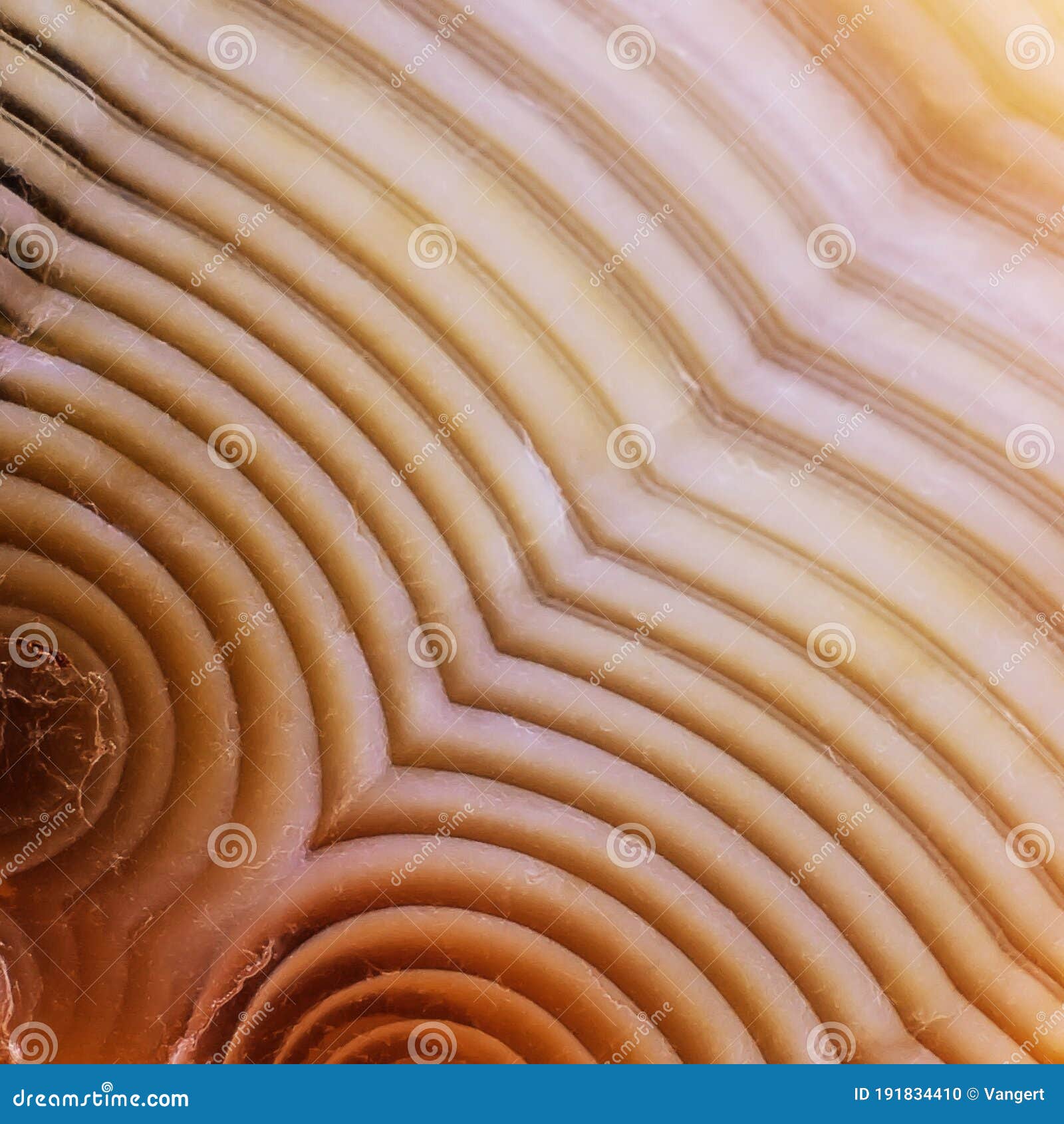 Natural brown agate stock photo. Image of structure - 191834410