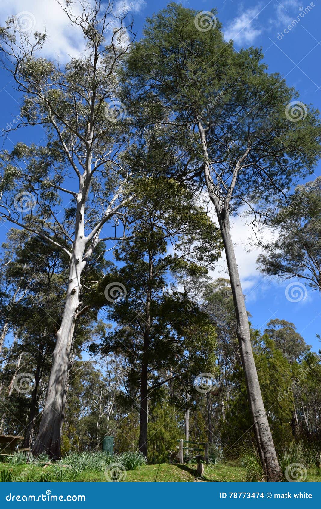 Natural bush forost stock photo. Image of park, trees - 78773474