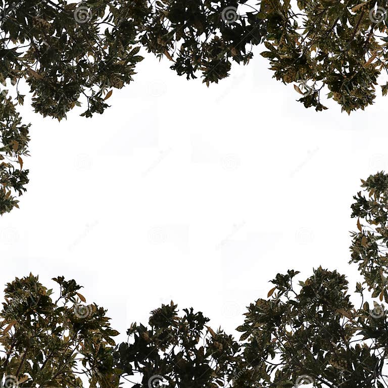 Natural Bushes Isolated Frame Stock Image - Image of composition ...