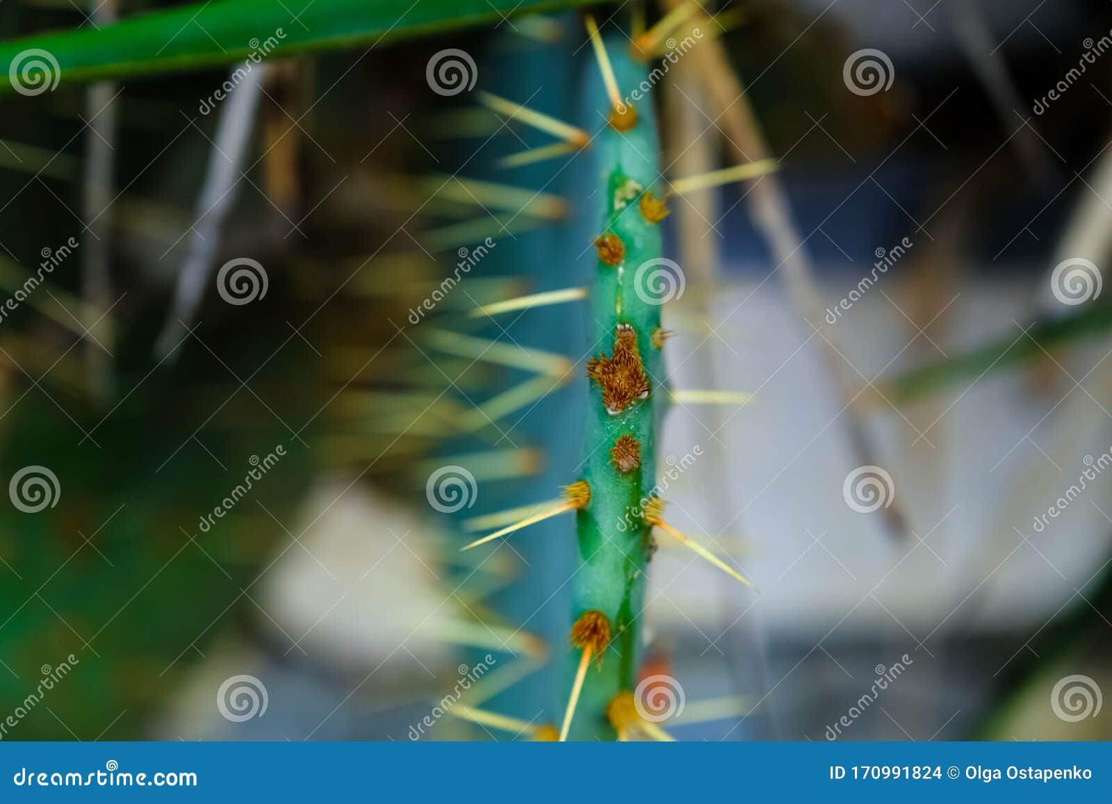 Natural Cactus Texture.Cactus Needles. Macro Stock Photo - Image of ...