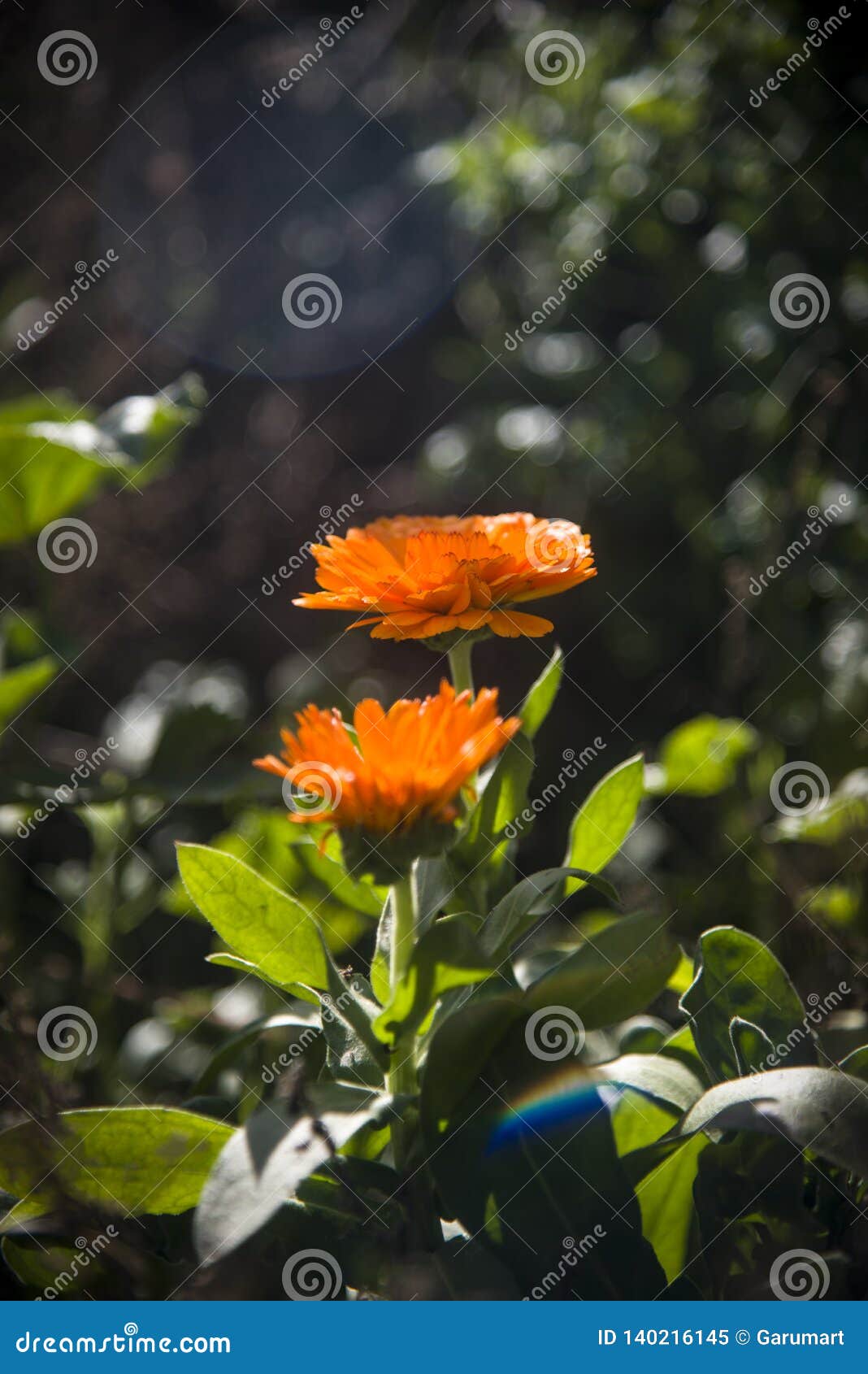 Natural Calendula in the Garden Stock Image - Image of bright ...