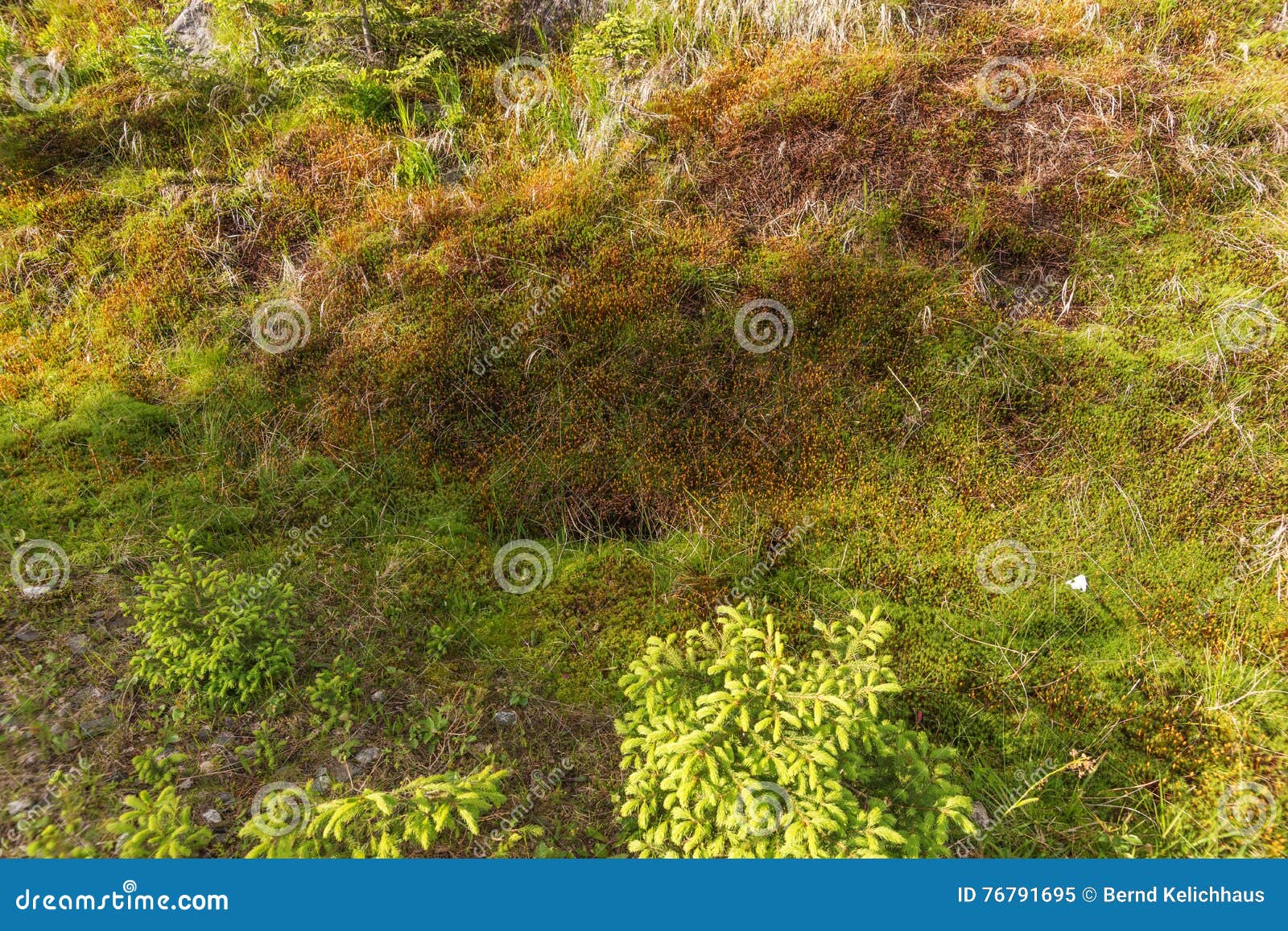 Natural carpet of moss stock image. Image of mist, life - 76791695