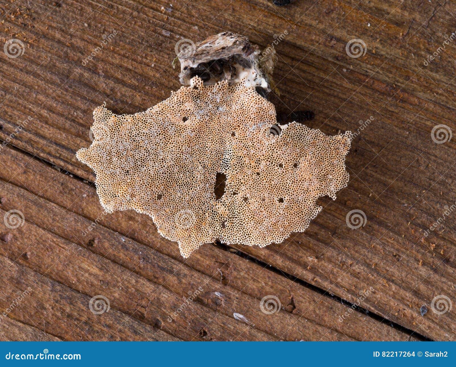 Natural Cellular Structure, Origin Unknown. Macro. Stock Photo - Image ...