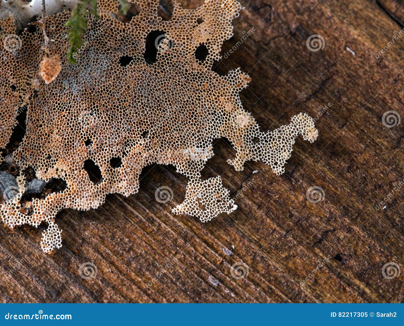 Natural Cellular Structure, Origin Unknown. Macro. Stock Image - Image ...