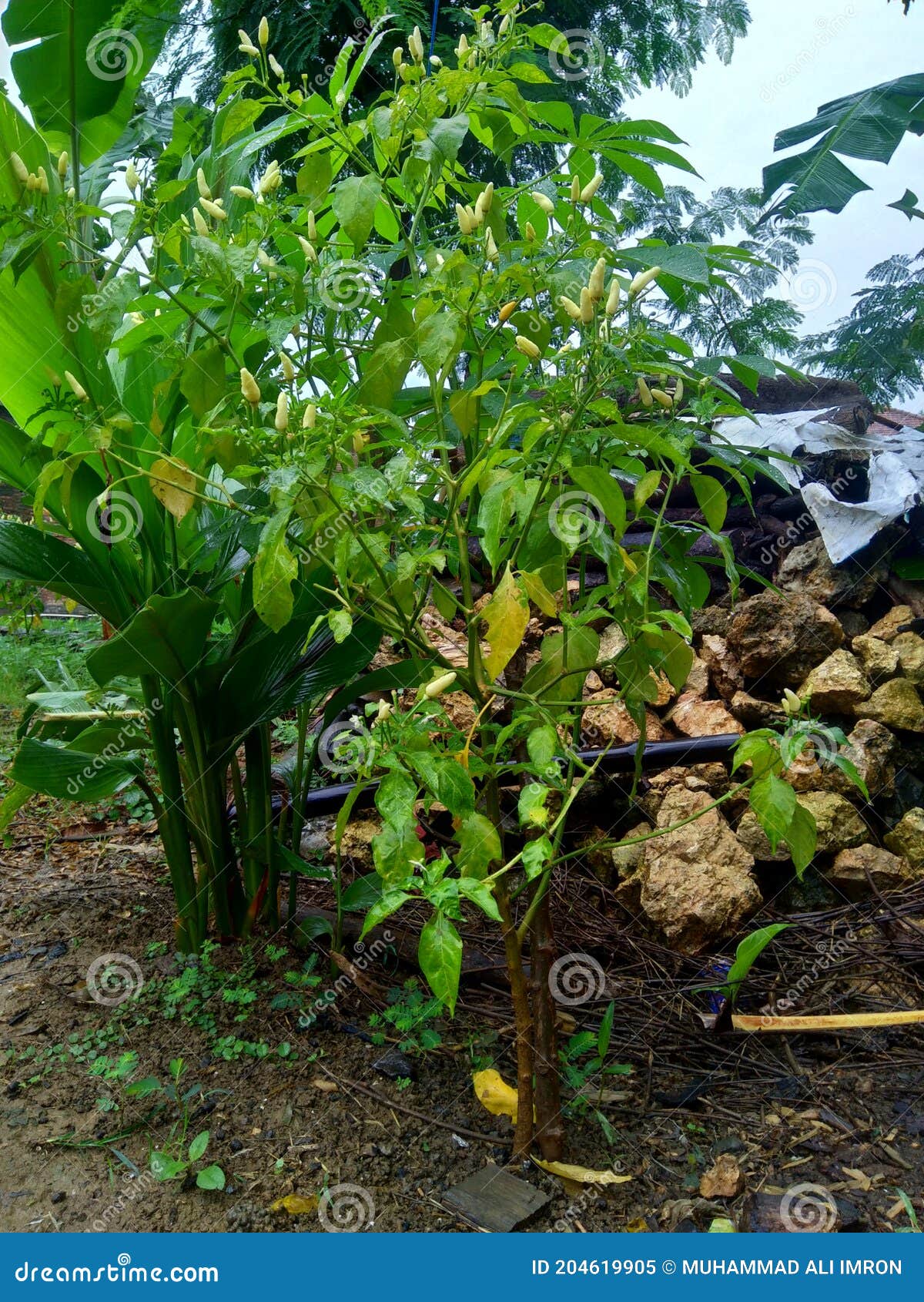 A Natural of Chili Tree Pohon Cabai Stock Image - Image of green, cabai ...