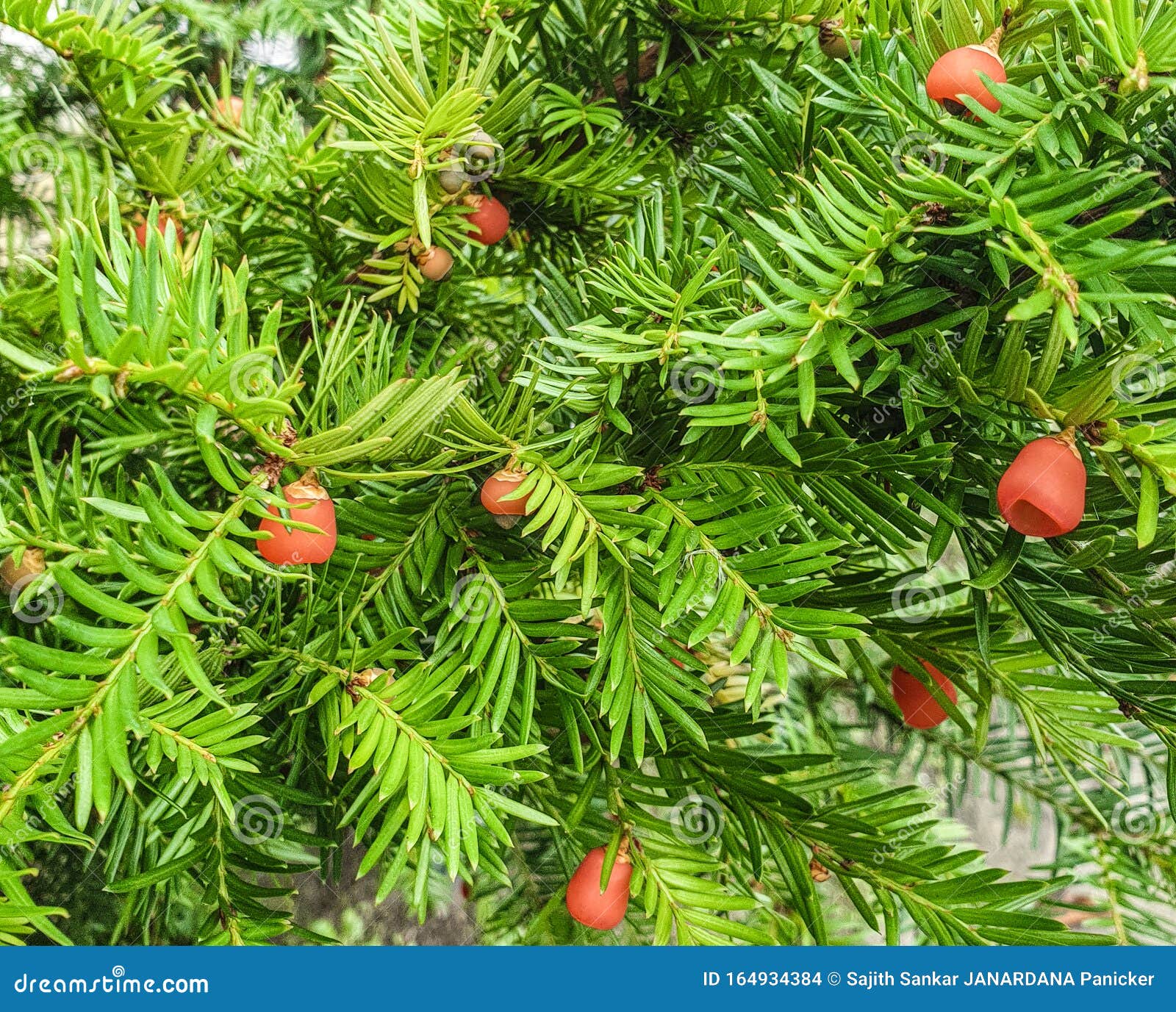 Natural Christmas Tree - European Yew Tree Stock Photo - Image of fruit ...