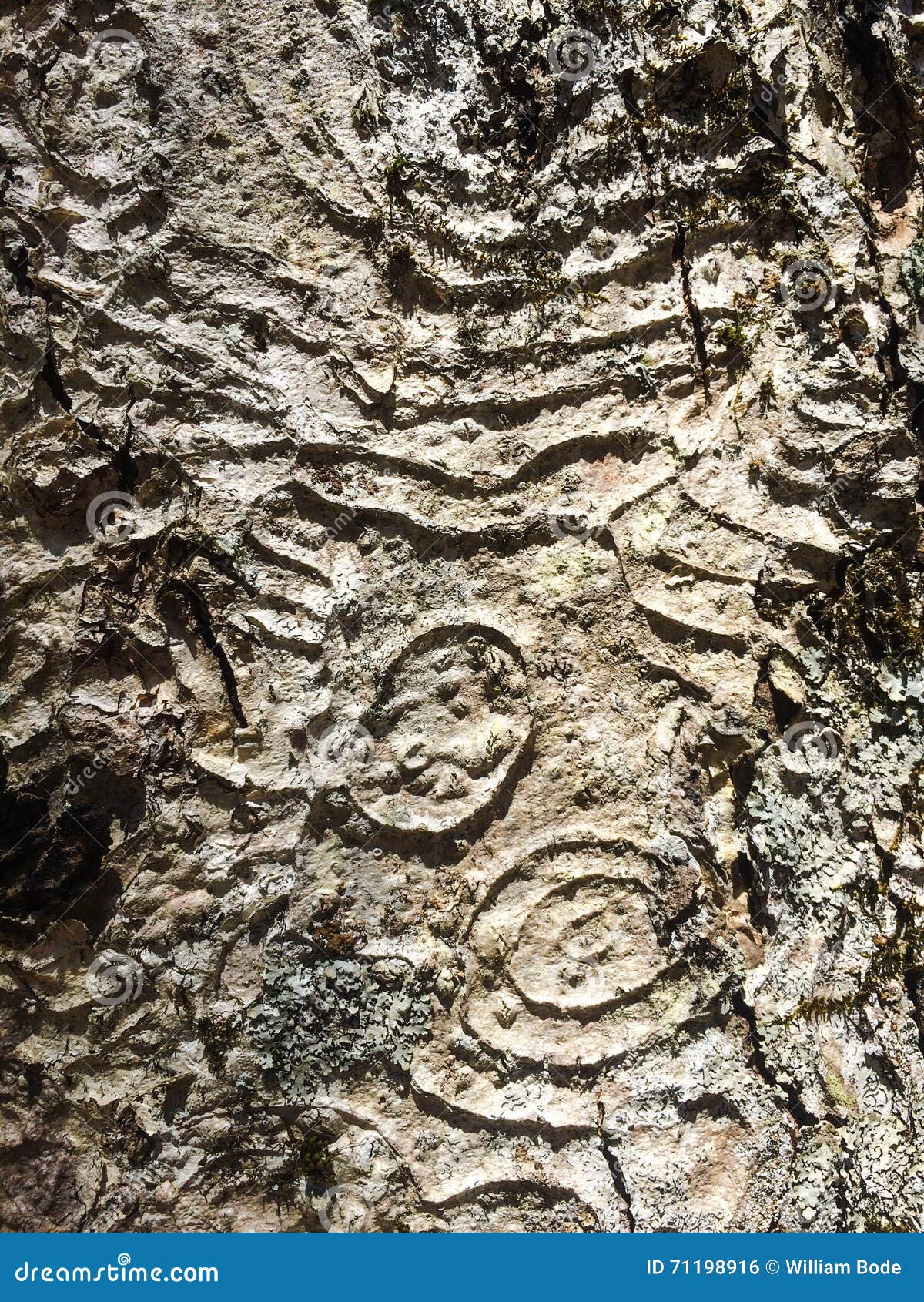 Natural Circle Patterns stock photo. Image of pattern - 71198916