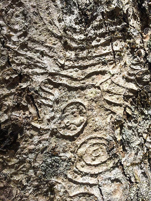 Natural Circle Patterns stock photo. Image of pattern - 71198916