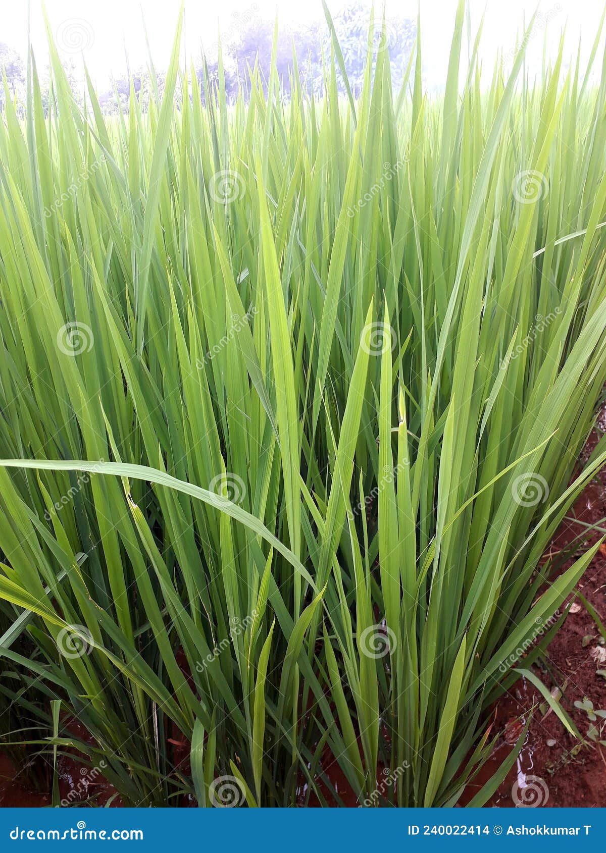 Natural Climate Paddy Green Stock Photo - Image of paddy, natural ...
