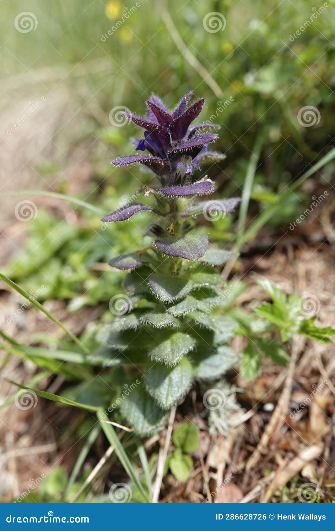 Closeup on an Erect Pyramidal Bugle Wildflower Plant, Ajuga Pyramidalis ...