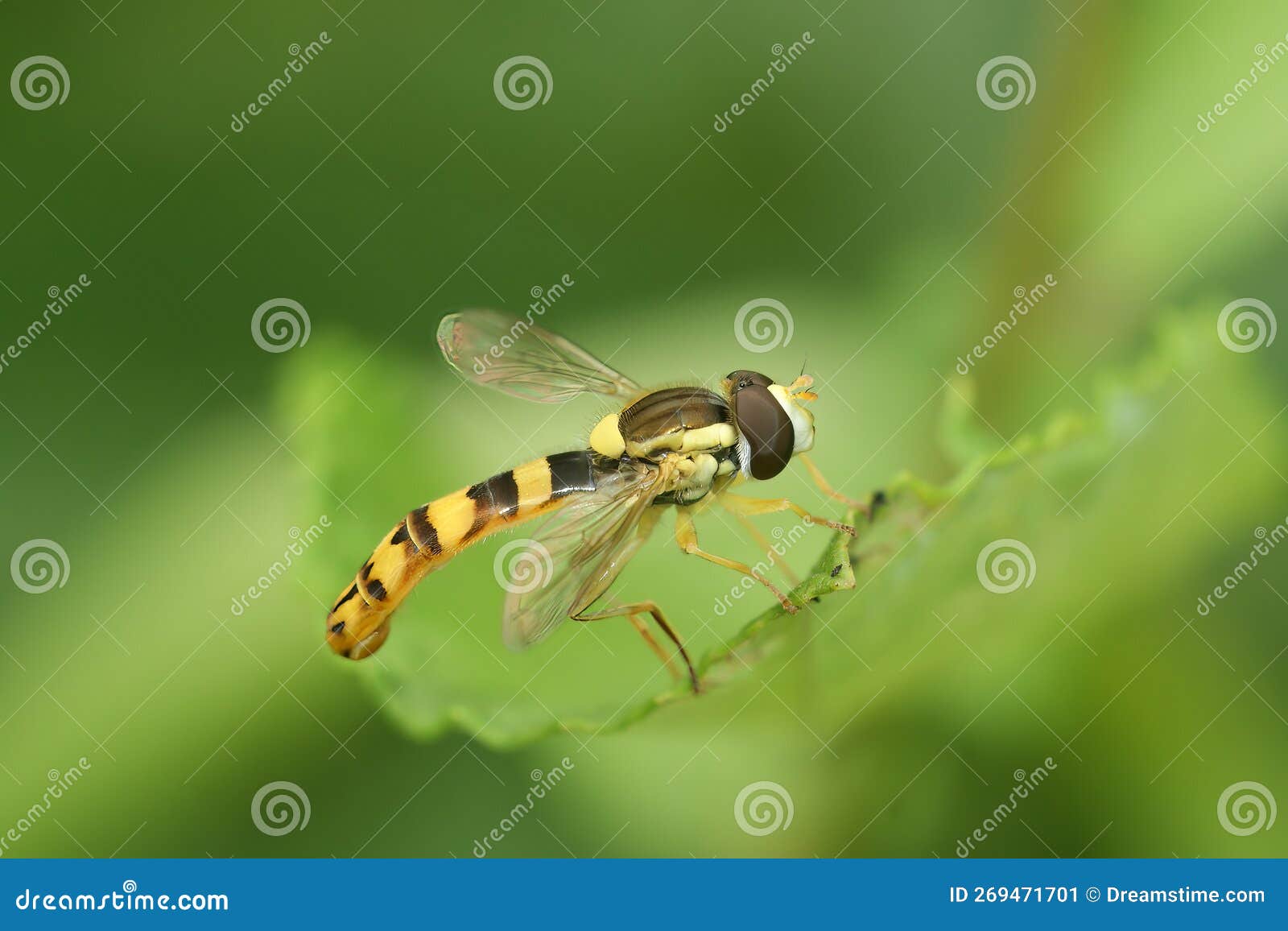 Natural Closeup on a Long Hoverly, Sphaerophoria Scripta, Sitting on a ...