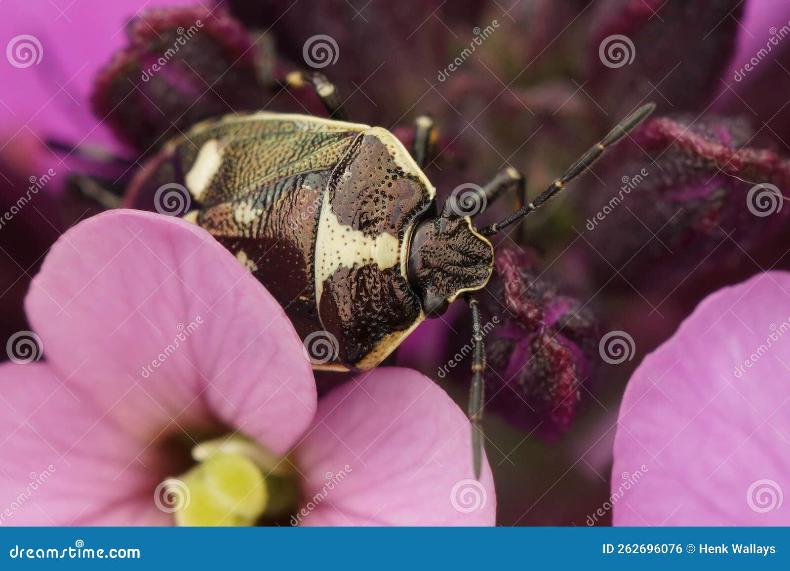 Closeup on a Shieldbug , Eurydema Oleracea , Sitting on a Purple Flower ...