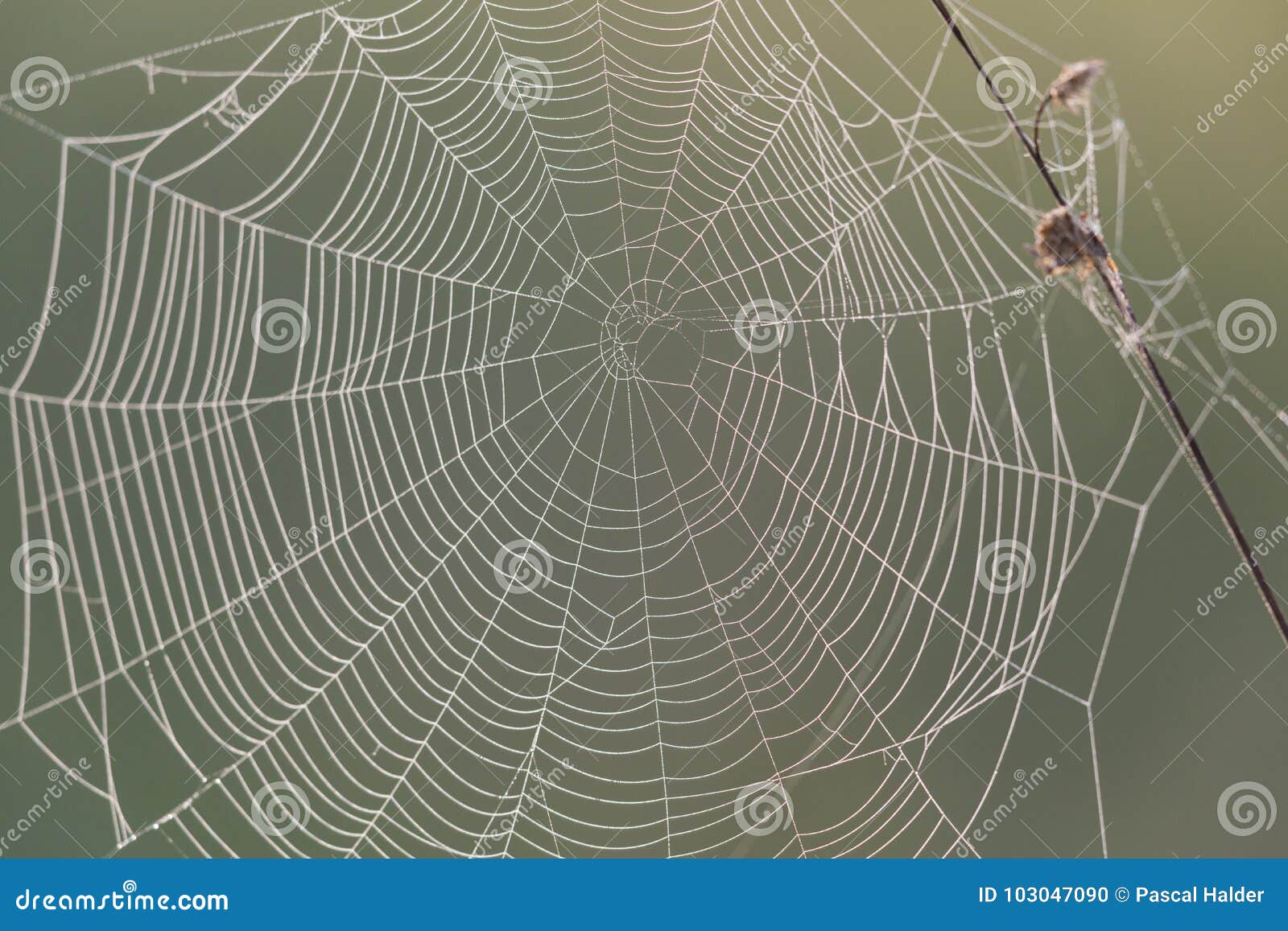 Natural Cobweb in Morning Light Stock Photo - Image of natural ...