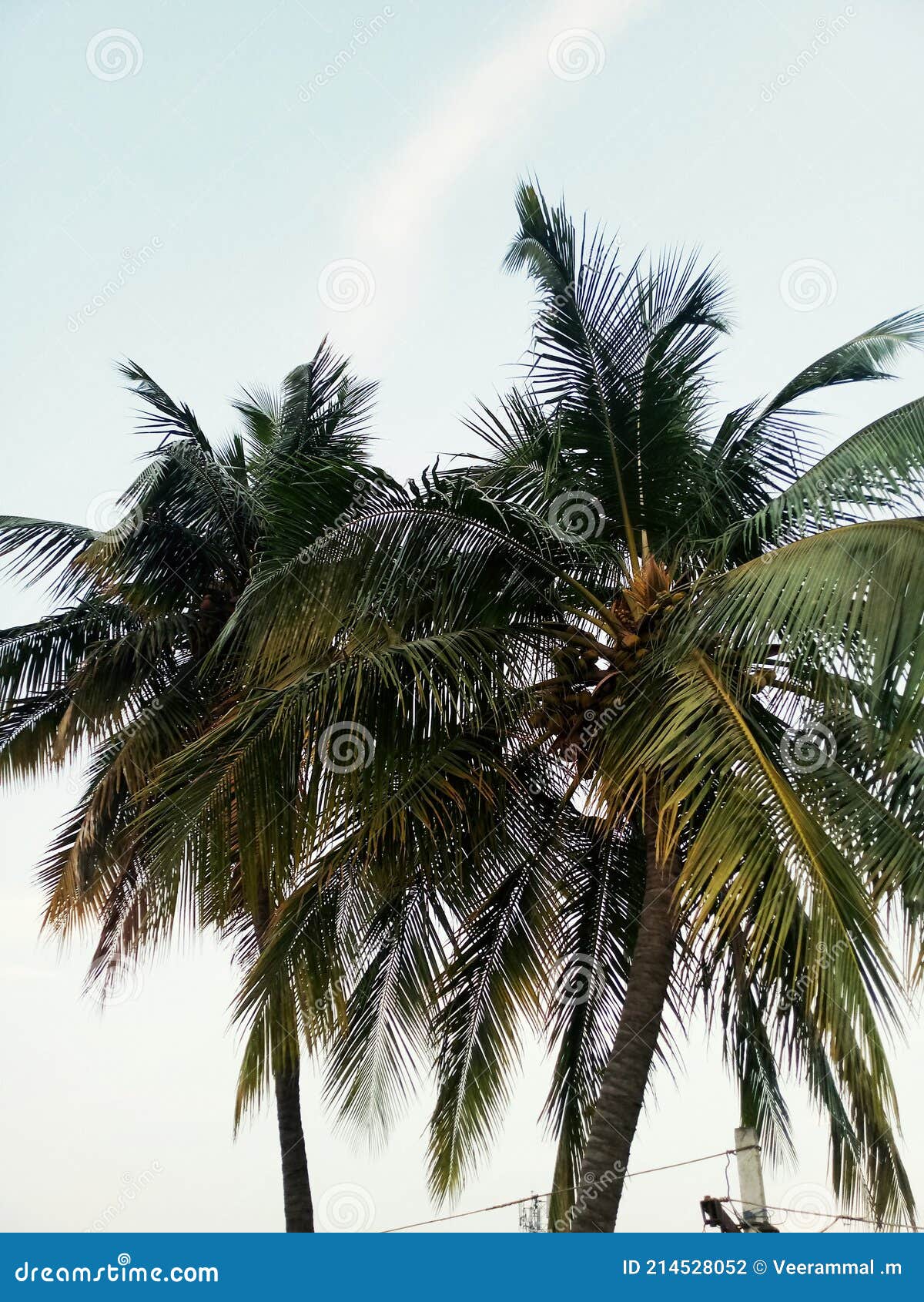 Natural coconut tree stock photo. Image of nature, sunrice - 214528052
