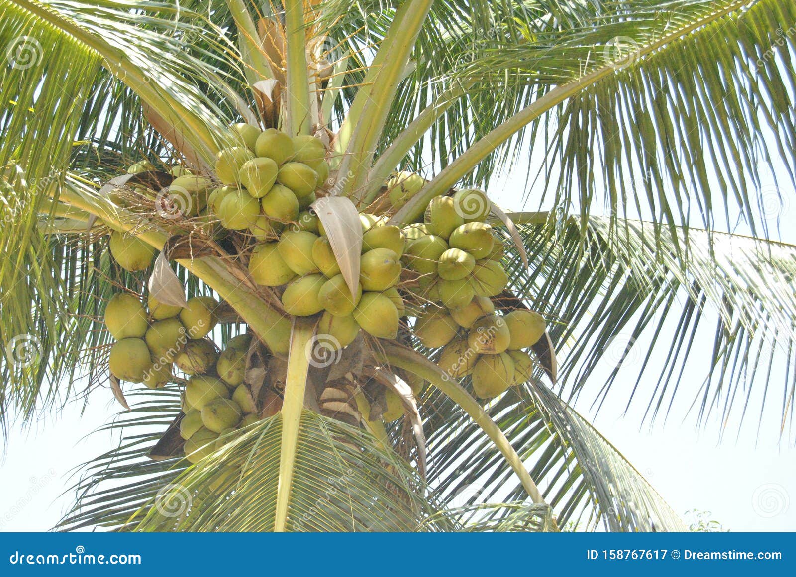 Natural stock image. Image of cocosnucifera, tree, plant - 158767617