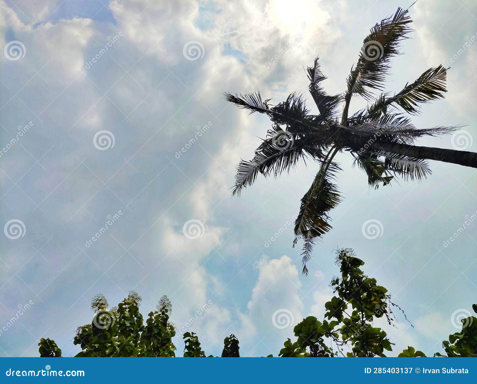 Natural Coconut Trees Grow in Summer Stock Image - Image of coconut ...