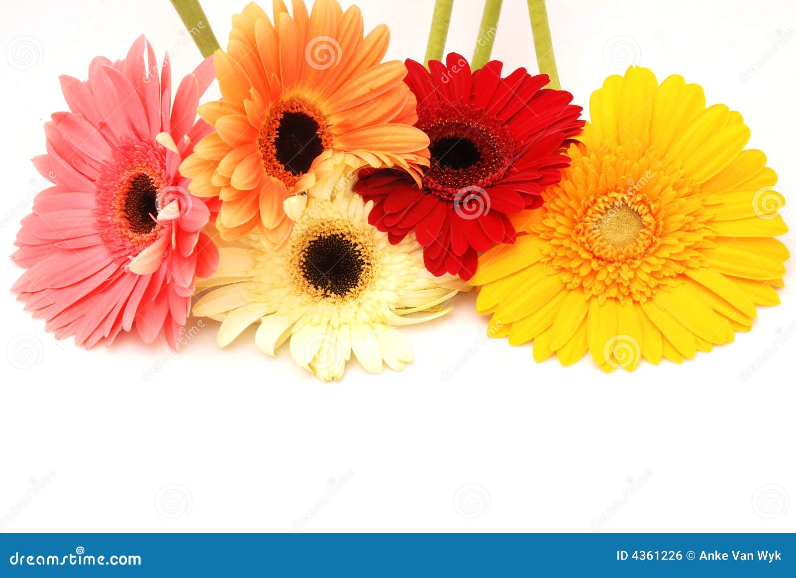 341 Harmonic Colors Background Stock Photos - Free & Royalty-Free Stock ...