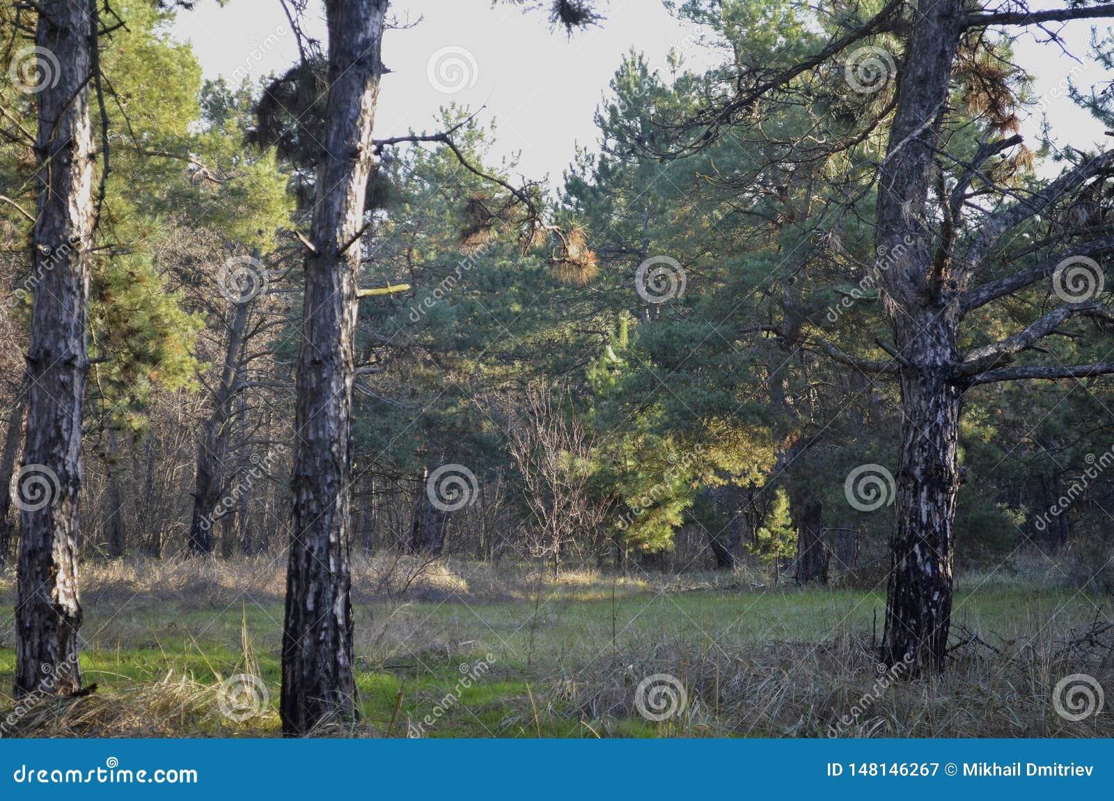Natural Colors of Pine Forest in the Sun. Soft Focus. Stock Image ...