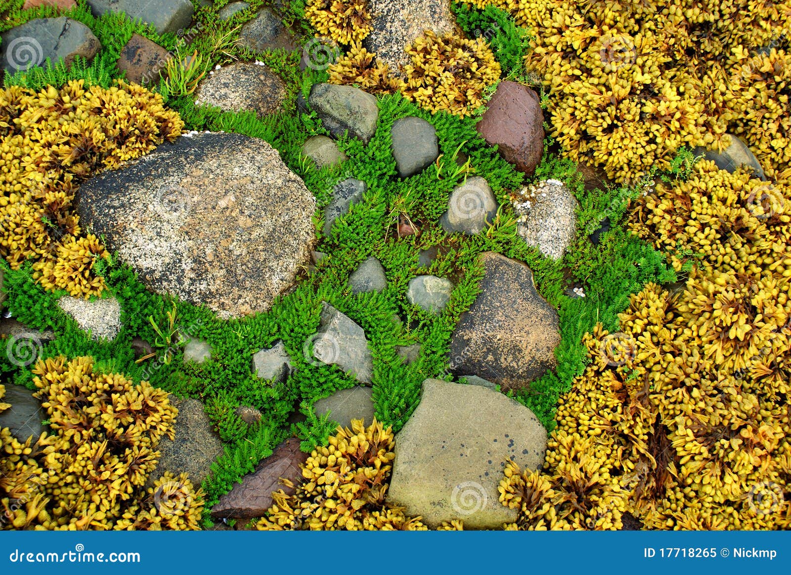 Natural colour pattern stock image. Image of yellow, weeds - 17718265