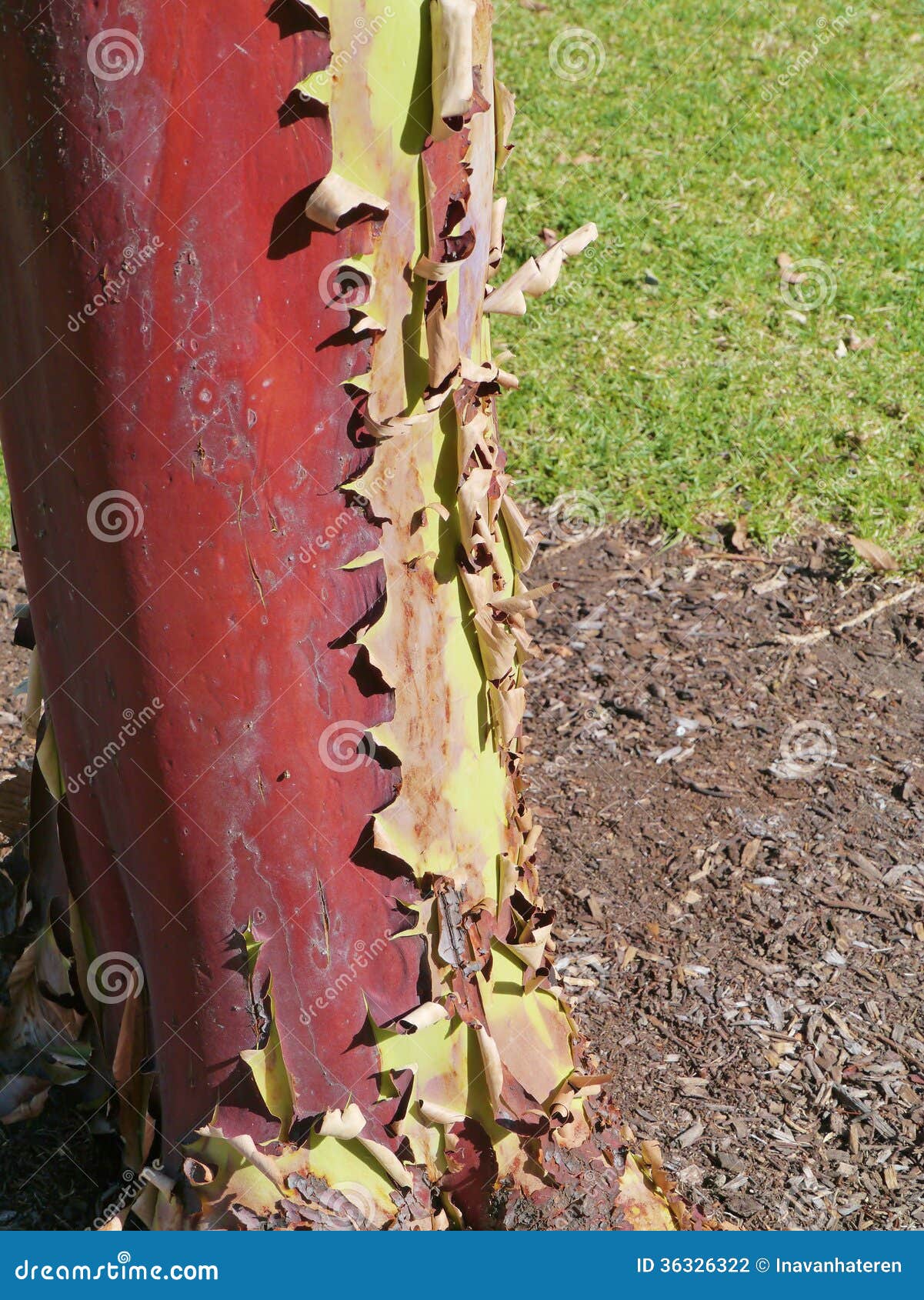 Natural colours of a tree stock photo. Image of colours - 36326322