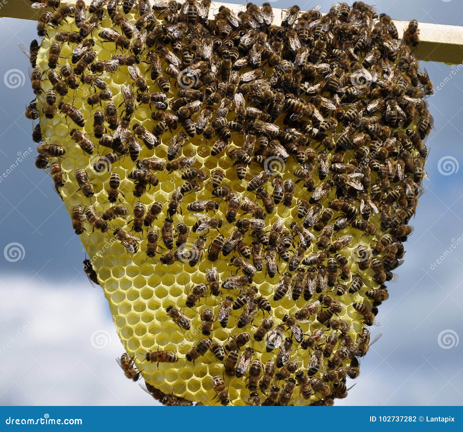 Natural comb with bees stock photo. Image of honey, apiary - 102737282