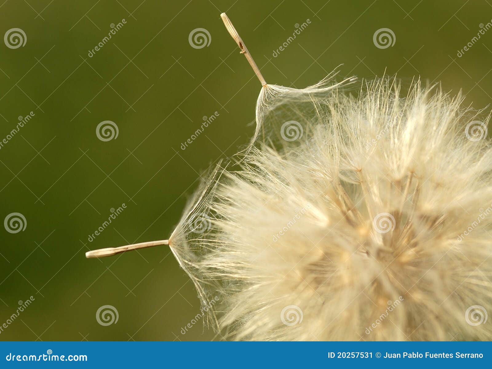 Natural composition stock image. Image of flowers, flower - 20257531