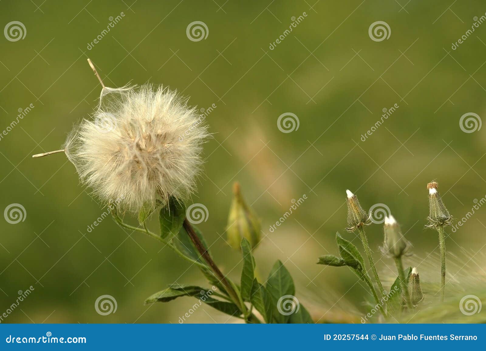 Natural composition stock photo. Image of flower, flora - 20257544