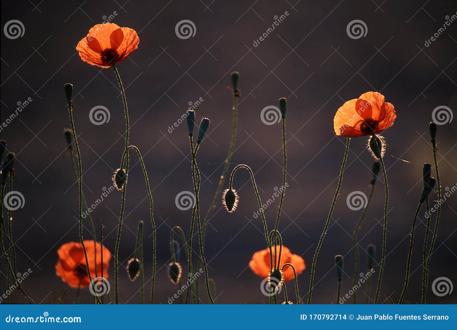 Poppies stock photo. Image of bird, birds, landscape - 170792714