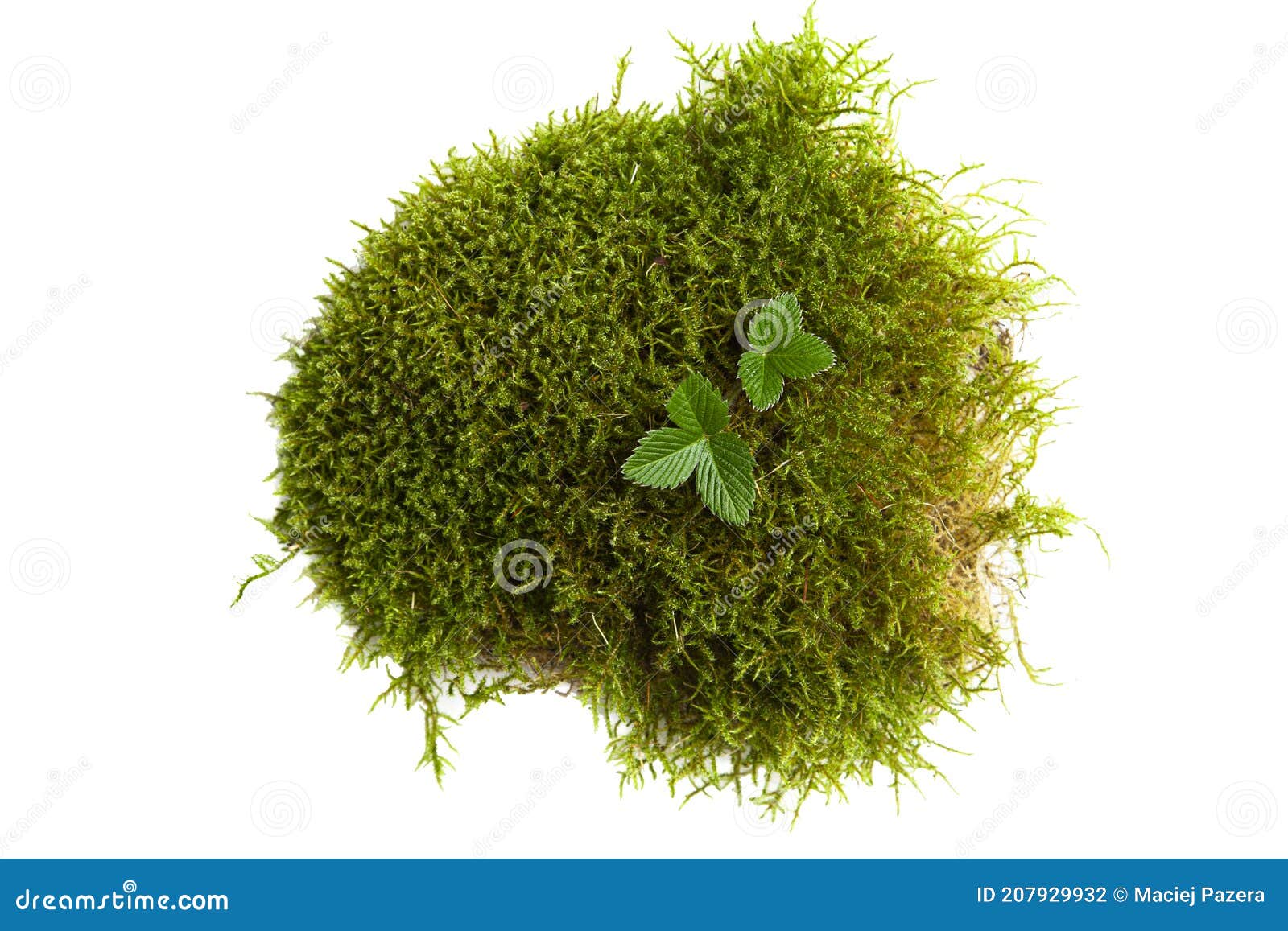 Bit of Green Moss Isolated on White Backround Stock Photo - Image of ...