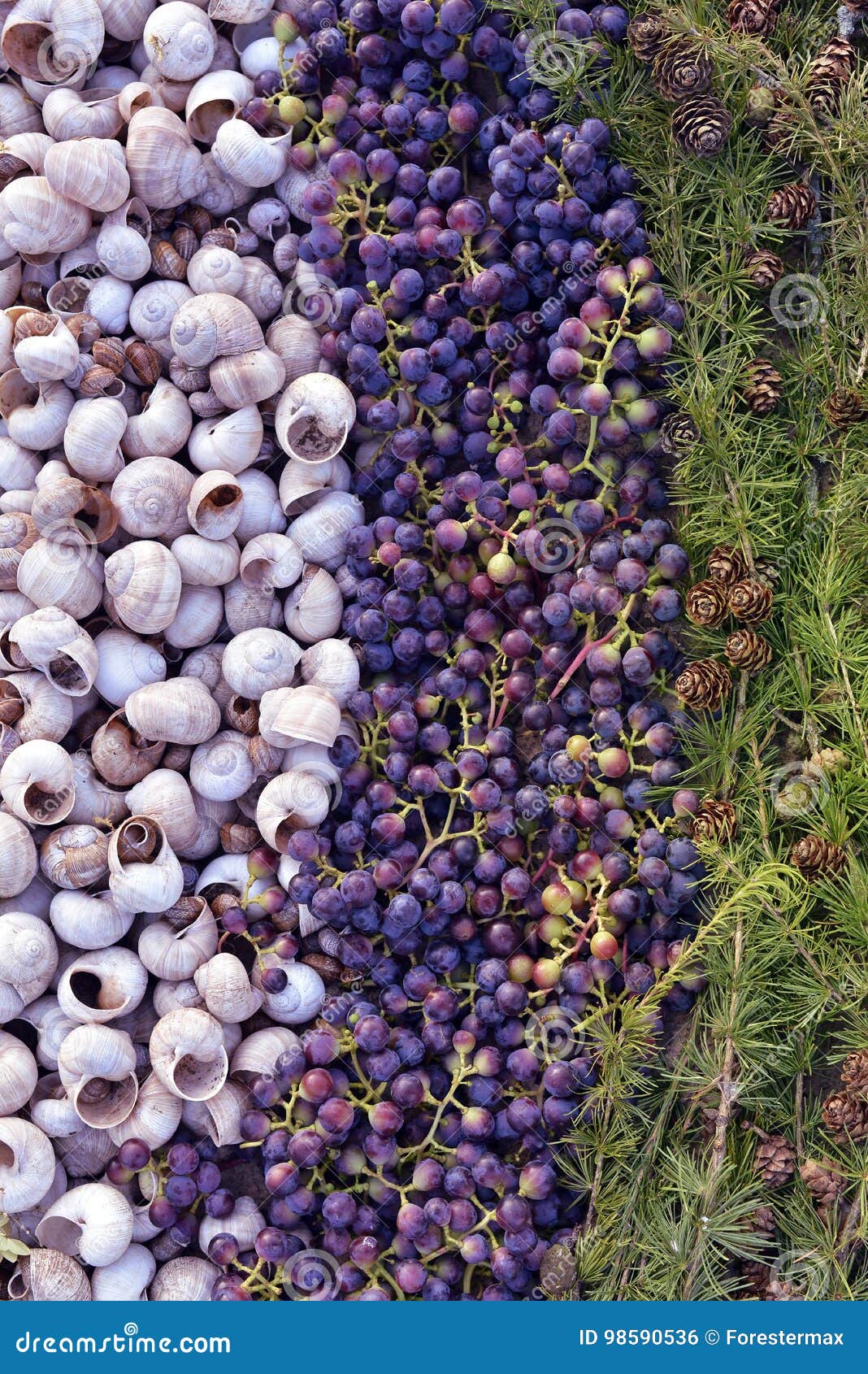 Natural Composition of Shells, Grapes and Pine Needles with Cone Stock ...