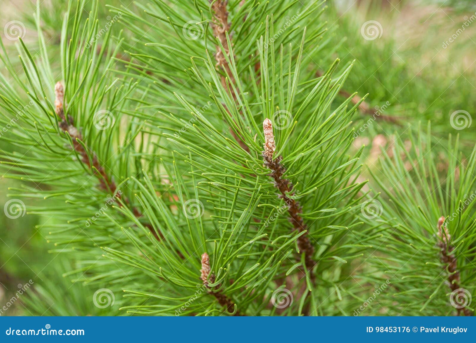Natural Conifer Needles on a Branch Close-up Stock Photo - Image of ...