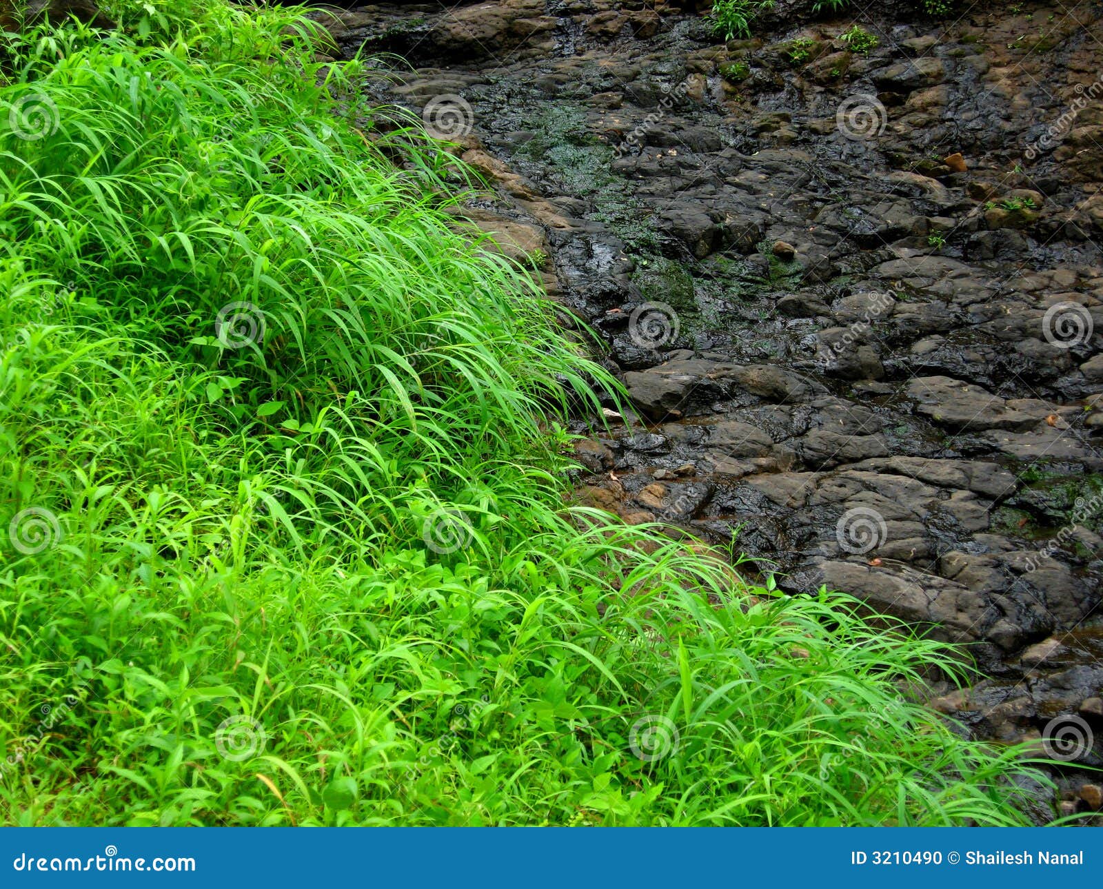 Natural Contrast stock photo. Image of artistic, scene - 3210490