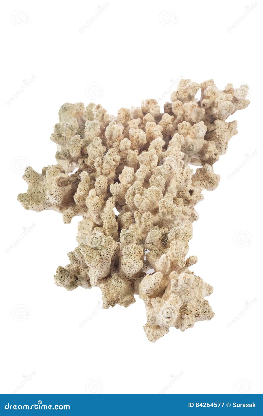 Natural Coral Reef Rocks stock image. Image of single - 84264577
