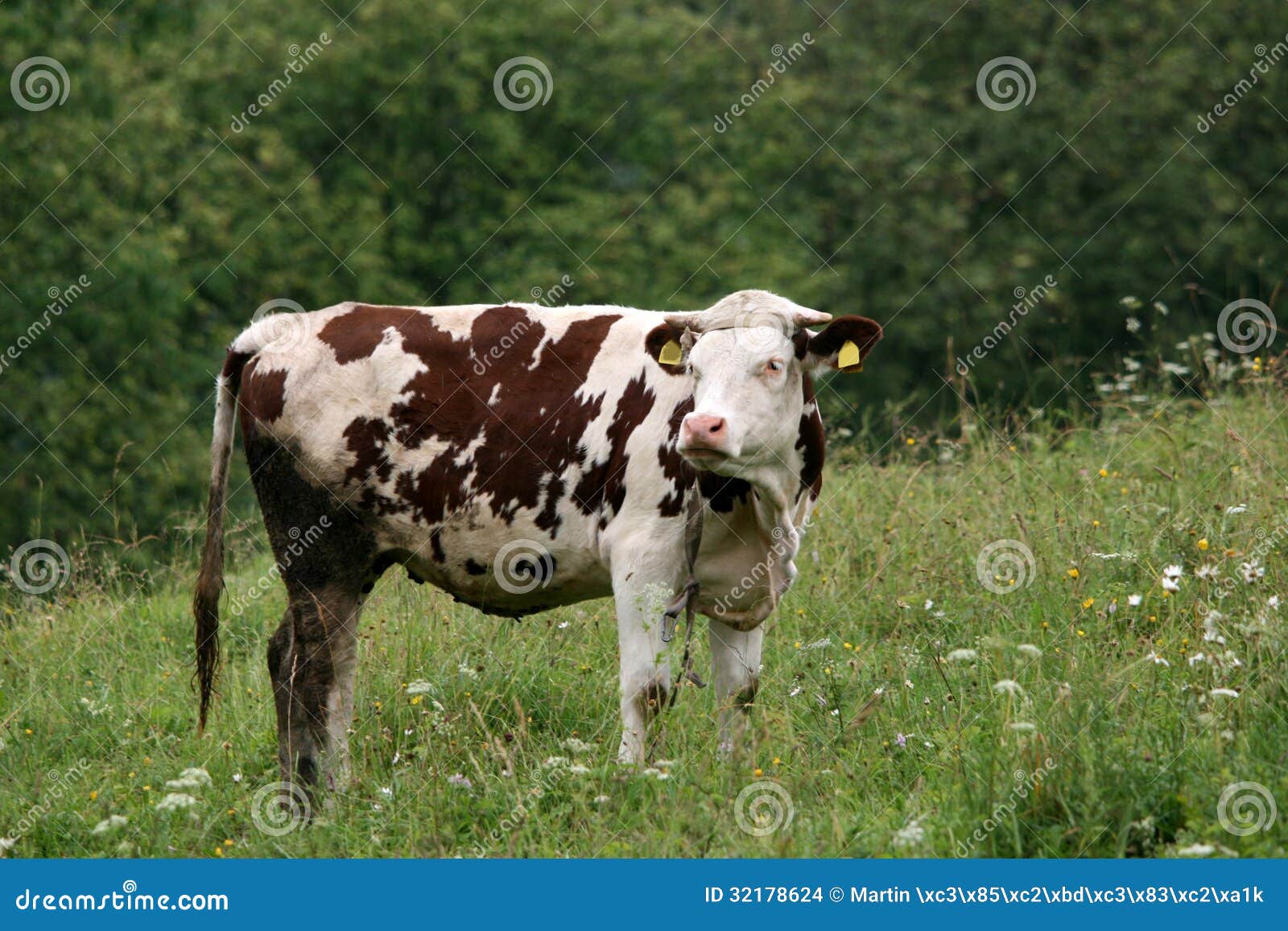 Natural cow stock photo. Image of grazing, livestock - 32178624