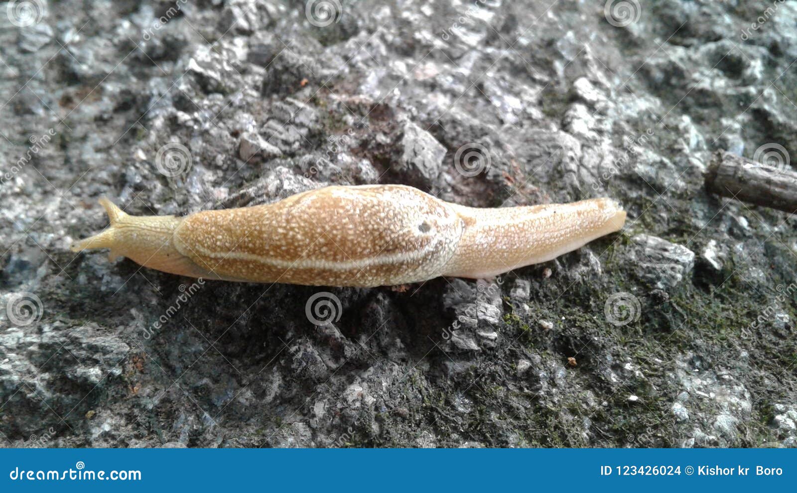 Natural Creature in a Stone Stock Photo - Image of creature, small ...