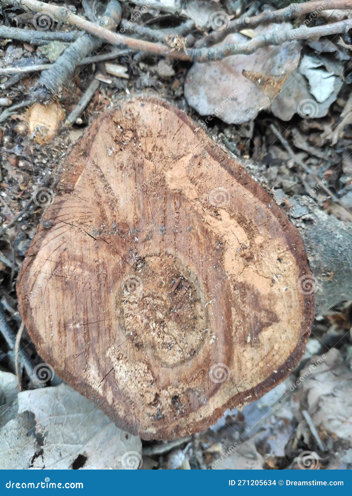 Natural Cross Section of the Tree Stock Photo - Image of natural, form ...