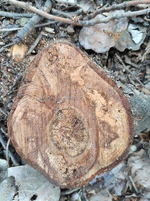 Natural Cross Section of the Tree Stock Photo - Image of natural, form ...